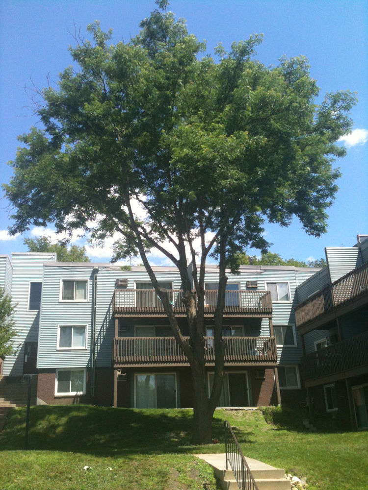 Tree Service Gallery - Complete Tree Care & Landscape, LLC